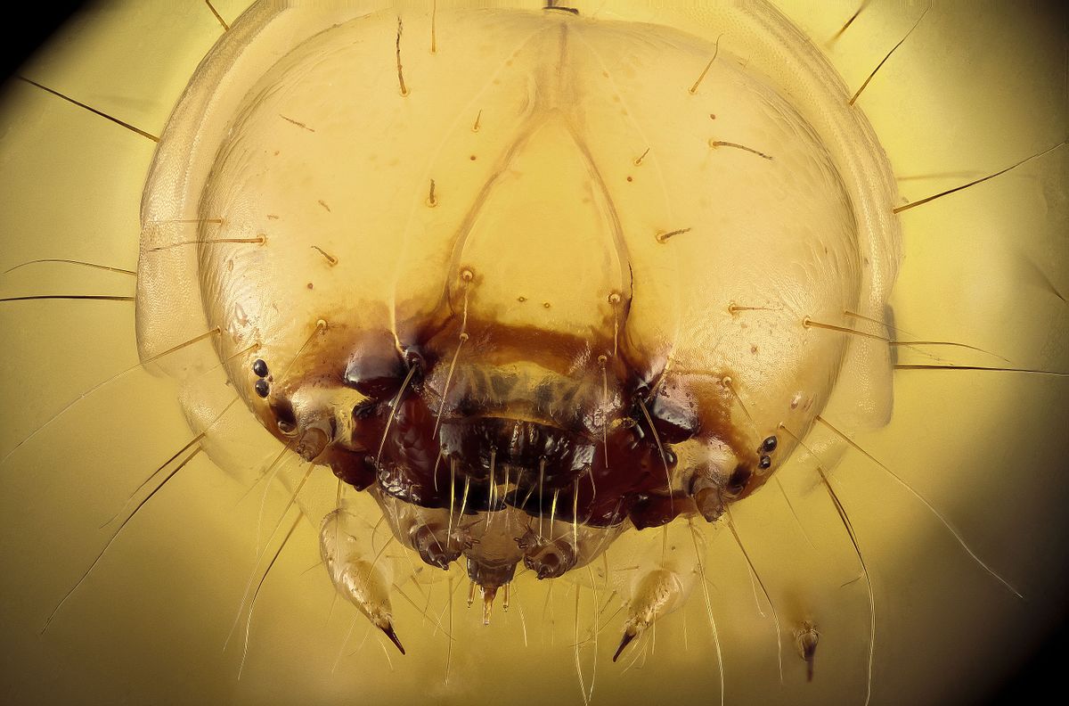 Minuscule Insect Solves a Global Crisis – Wondergressive