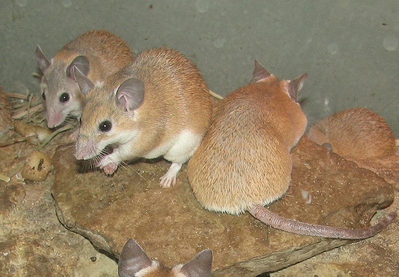 A Mouse with Salamander-like Cell Regeneration – Wondergressive