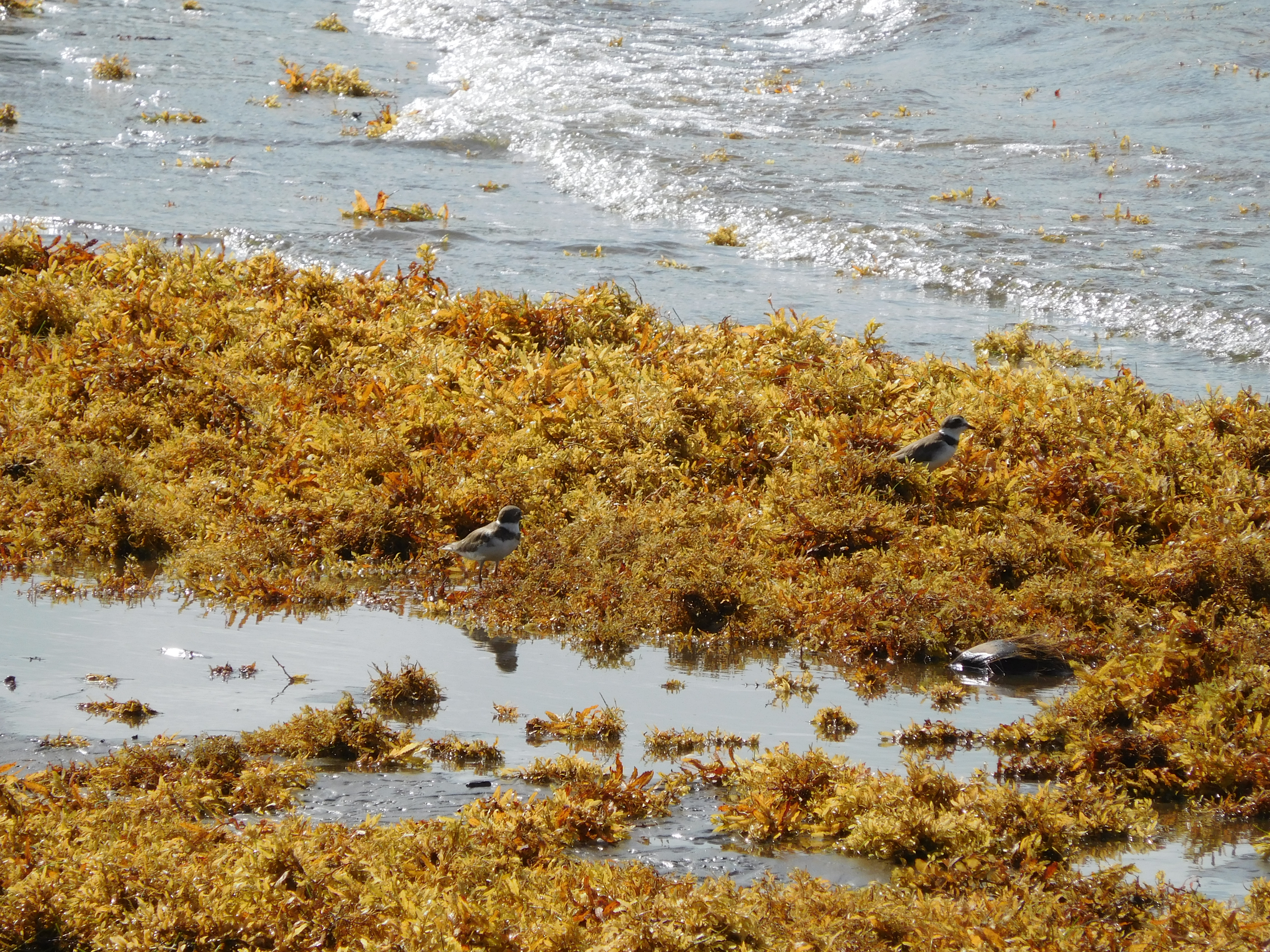 Sargassum Seaweed Mass: Causes, Effects, and Solutions for Florida’s ...